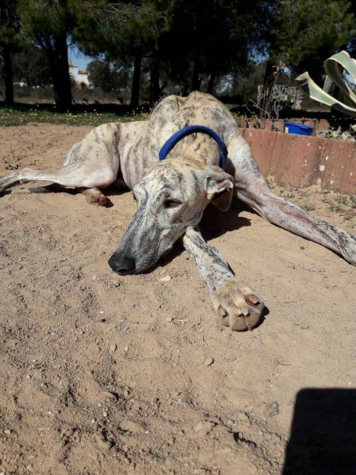 27867336_1518296364949844_1997010795905705590_n – Asociación Animalejos